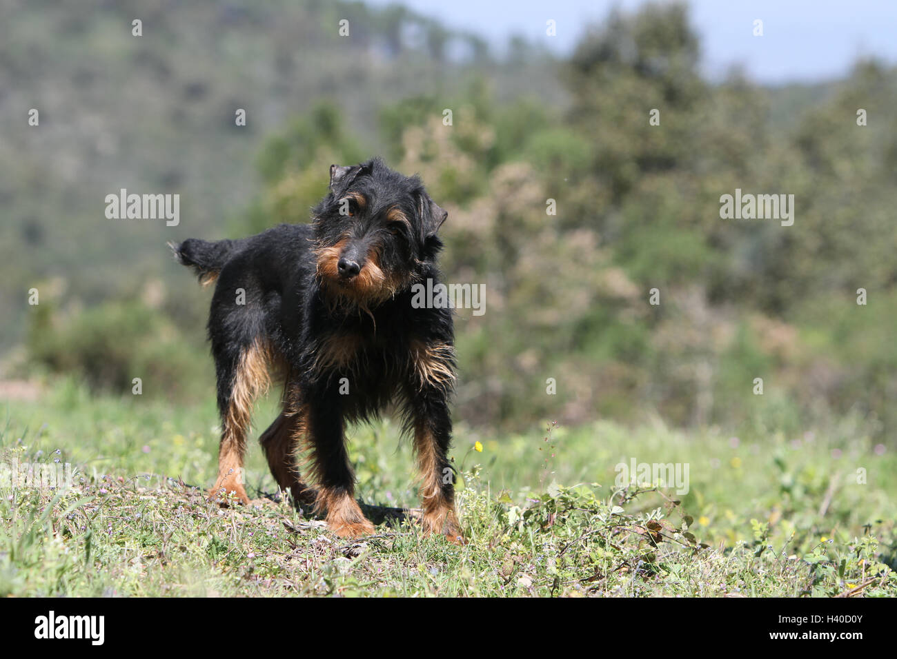 Dog Jagdterrier / jagd terrier / Deutscher Jagdterrier hunting dog ...