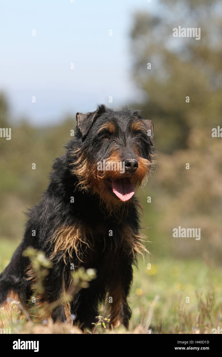 Jagd terrier hi-res stock photography and images - Alamy