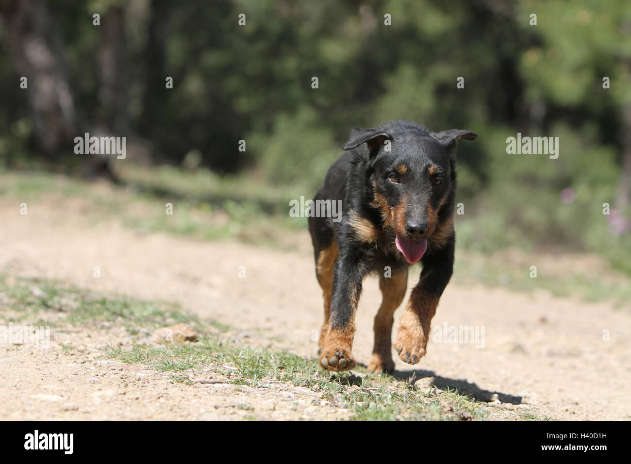 Deutscher jagdterrier hi-res stock photography and images - Alamy