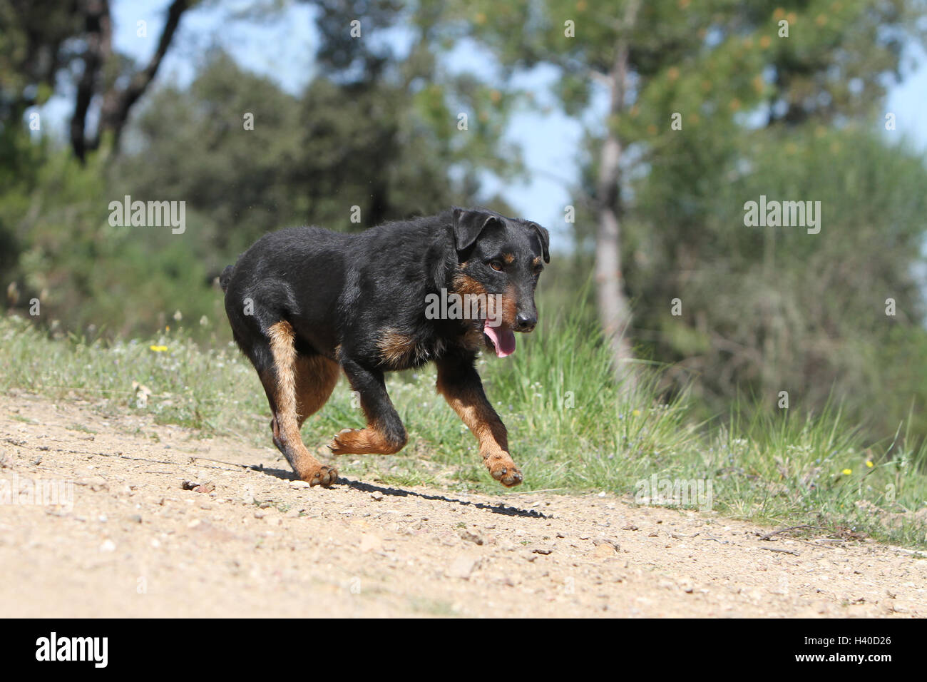 Dog Jagdterrier / jagd terrier / Deutscher Jagdterrier adult standing ...
