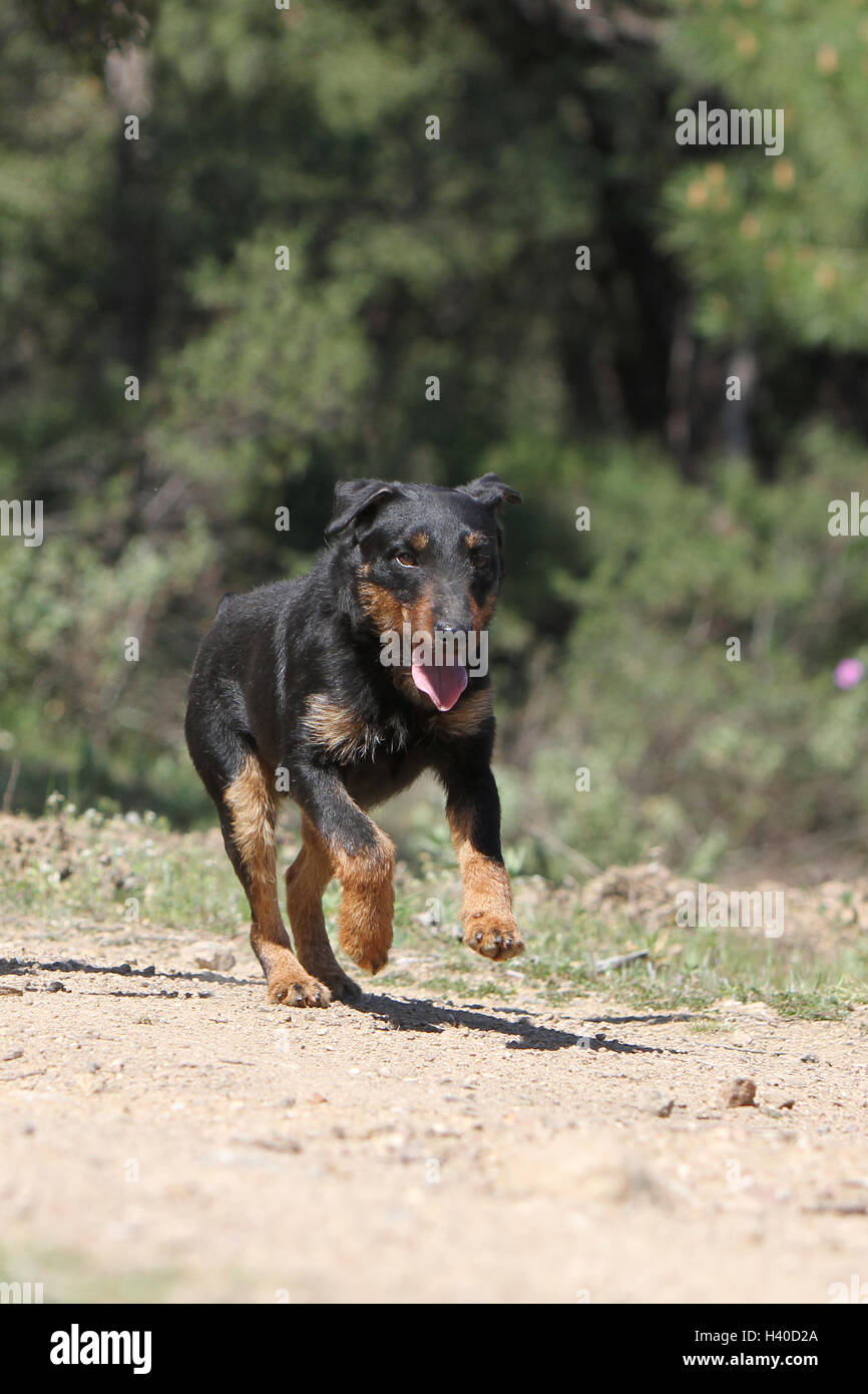 Jagds hi-res stock photography and images - Alamy