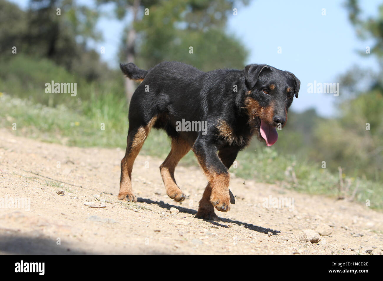 Deutscher jagdterrier hi-res stock photography and images - Alamy