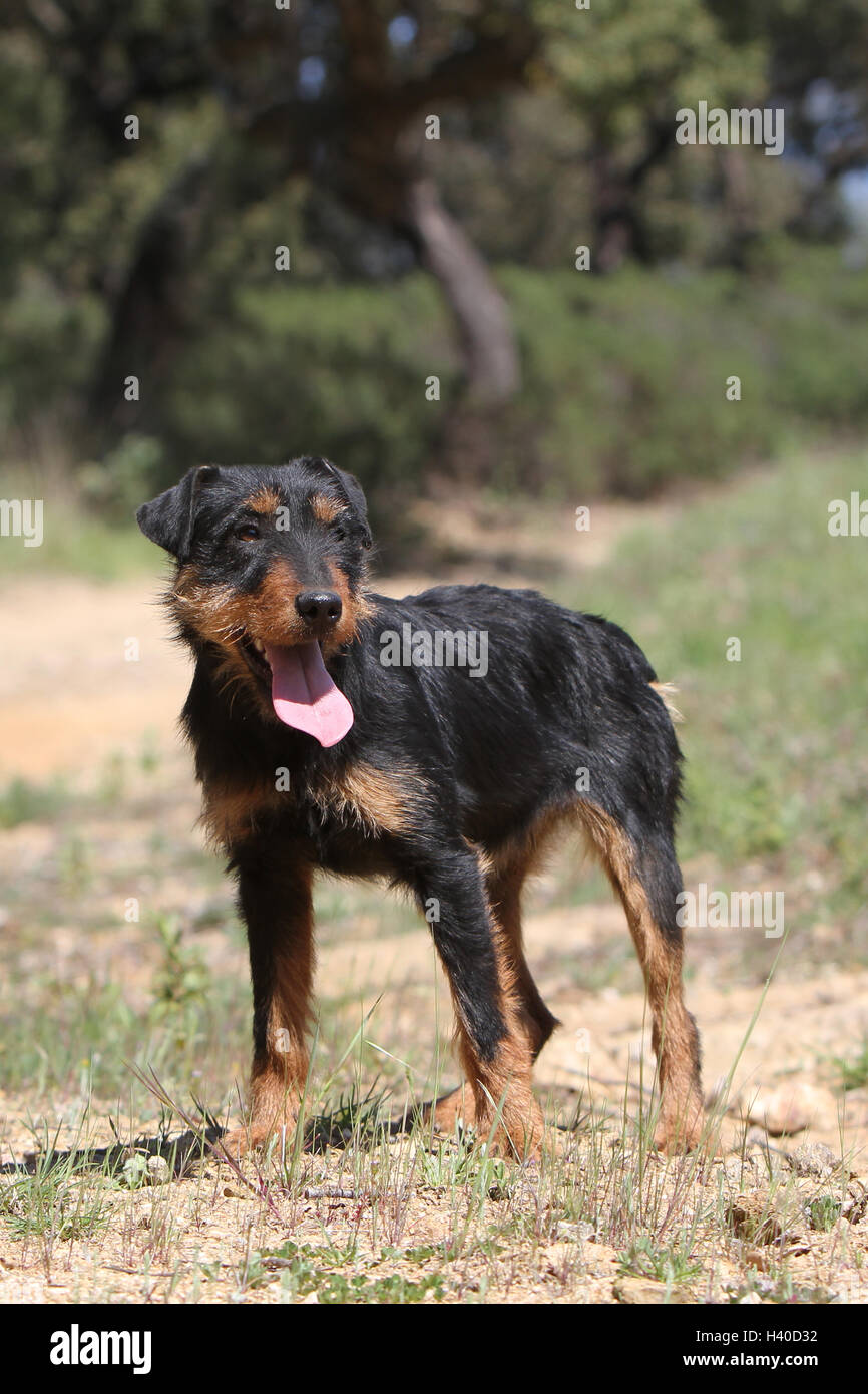 Dog Jagdterrier / jagd terrier / Deutscher Jagdterrier adult standing ...