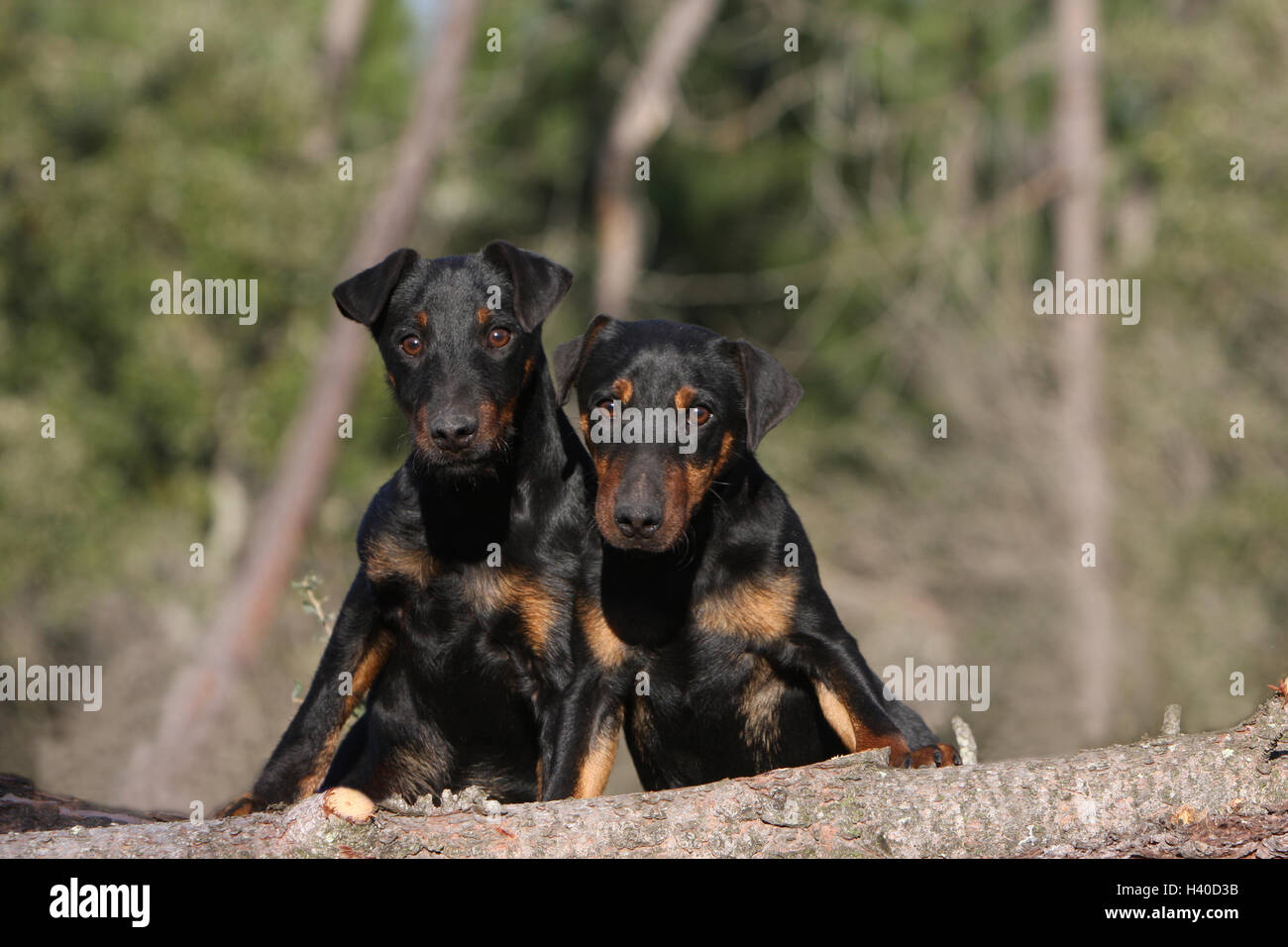 Dog Jagdterrier / jagd terrier / Deutscher Jagdterrier two deux 2 ...