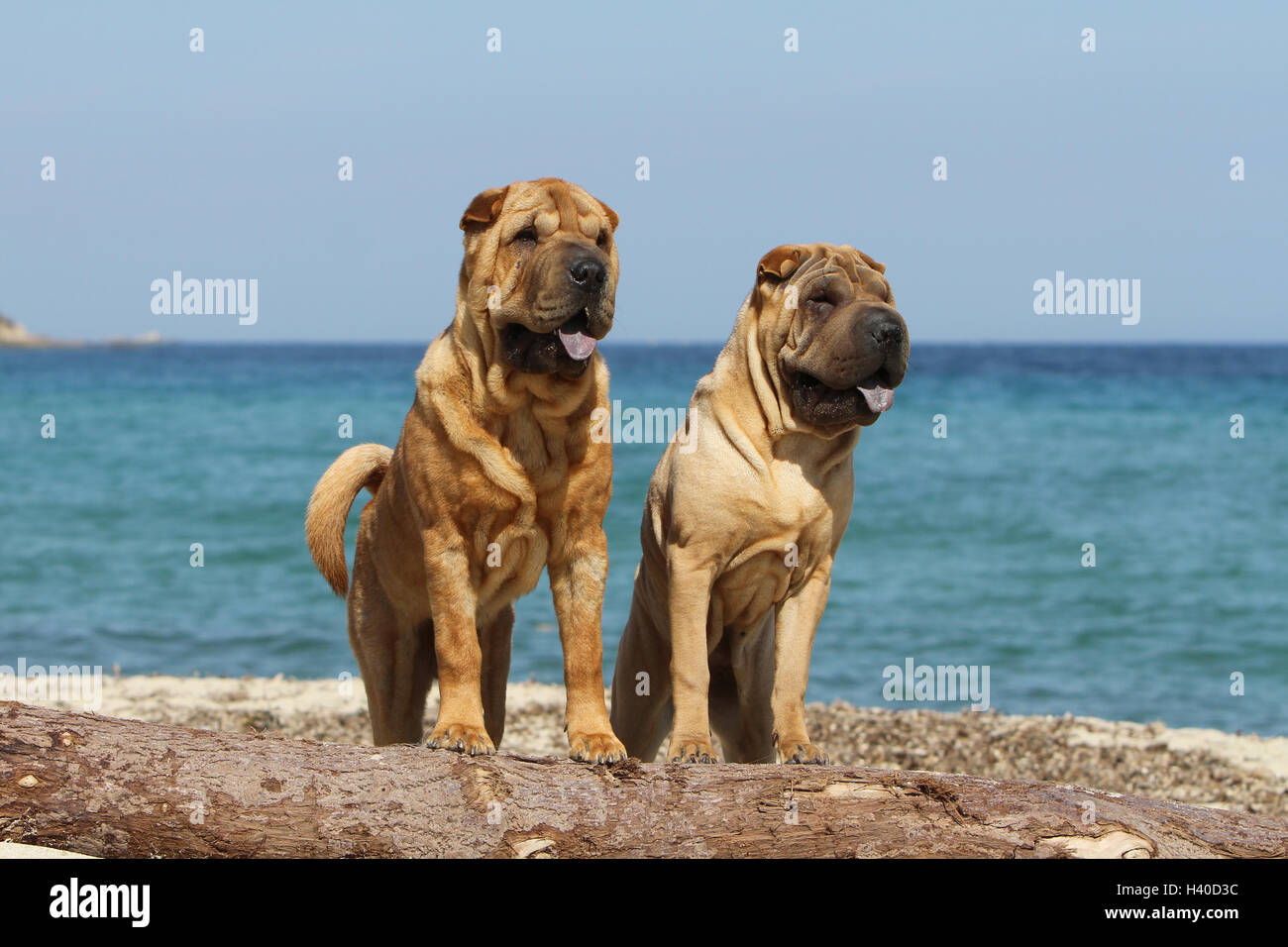 Dog Shar pei two adults adult standing on a wood standing on the beach ...