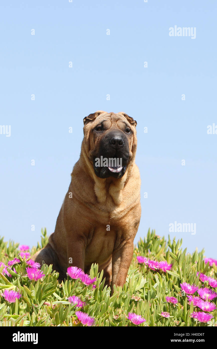 Dog Shar pei sitting on the beach dune Stock Photo - Alamy