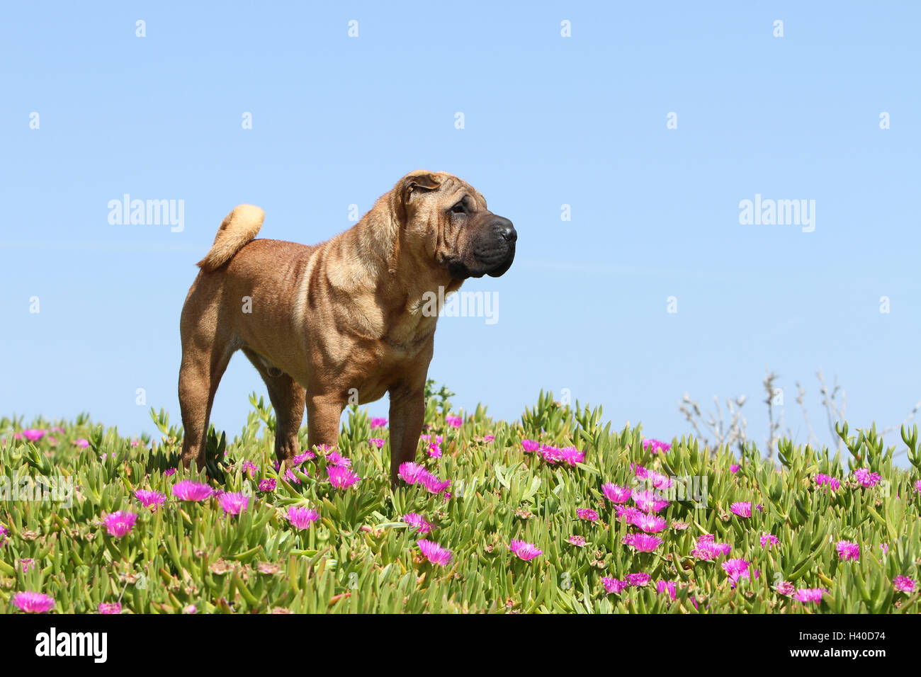 Dog Shar pei standing on the beach dune Stock Photo - Alamy