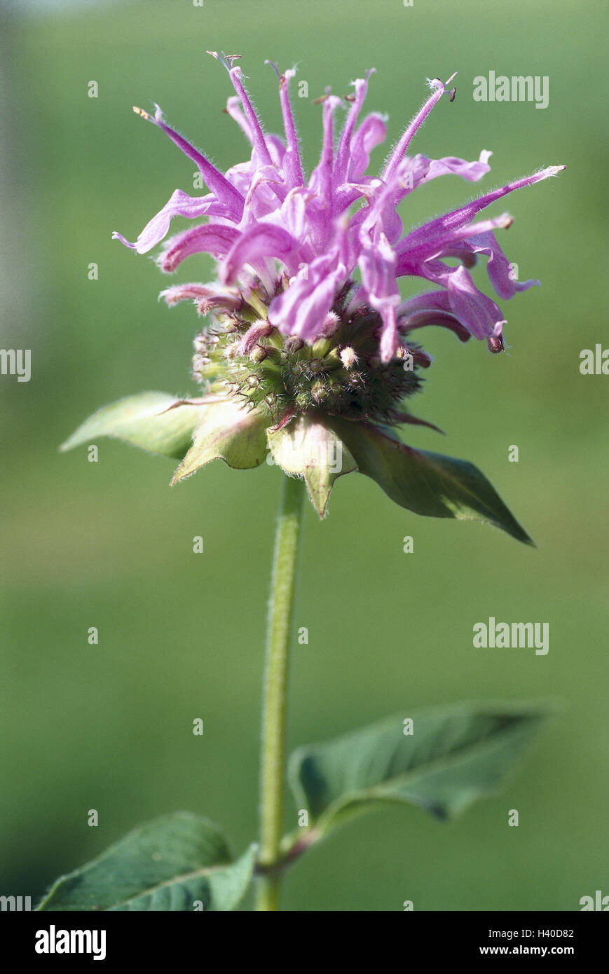 Medicinal plants, Monarde, Monarda didyma, detail, blossom, nature ...