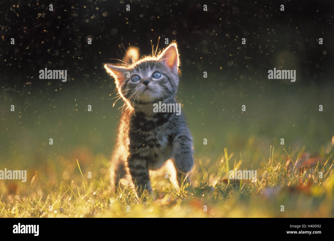 Cat, European short hair, striped, young animal, meadow, swarm of ...