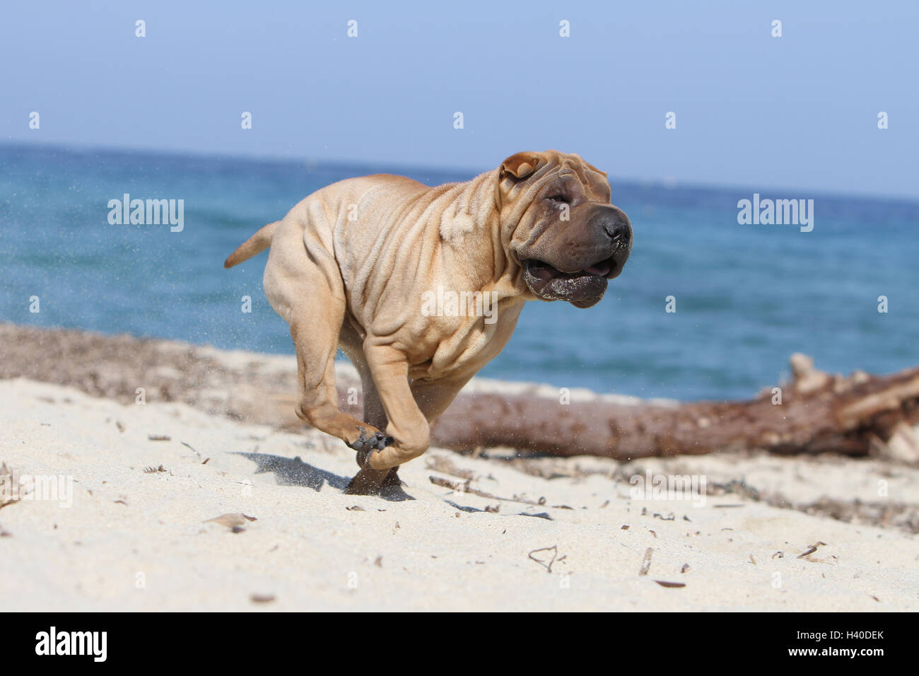Dog Shar pei puppy fawn standing on the beach Stock Photo - Alamy