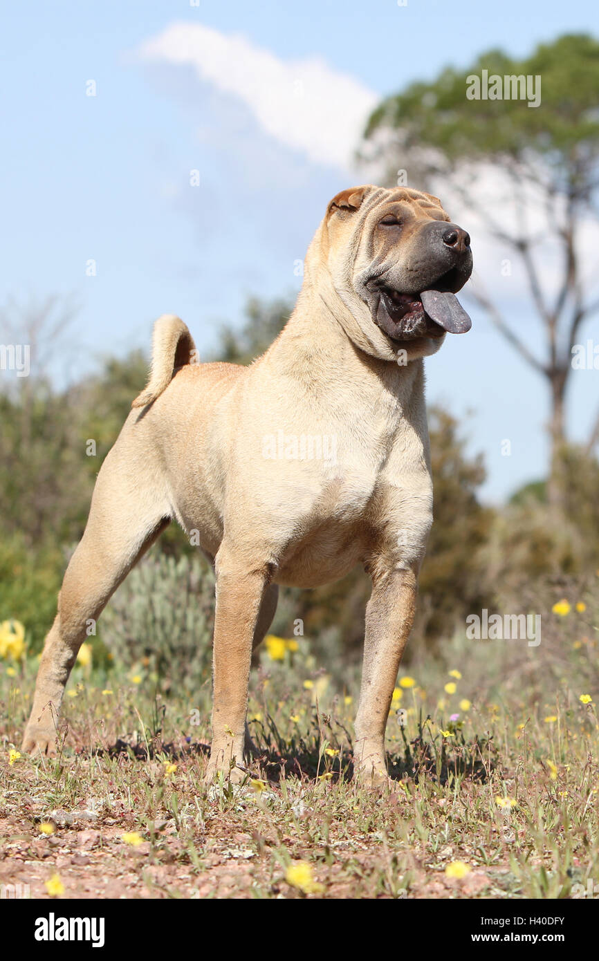 Dog Shar pei adult sable fawn standing Stock Photo - Alamy