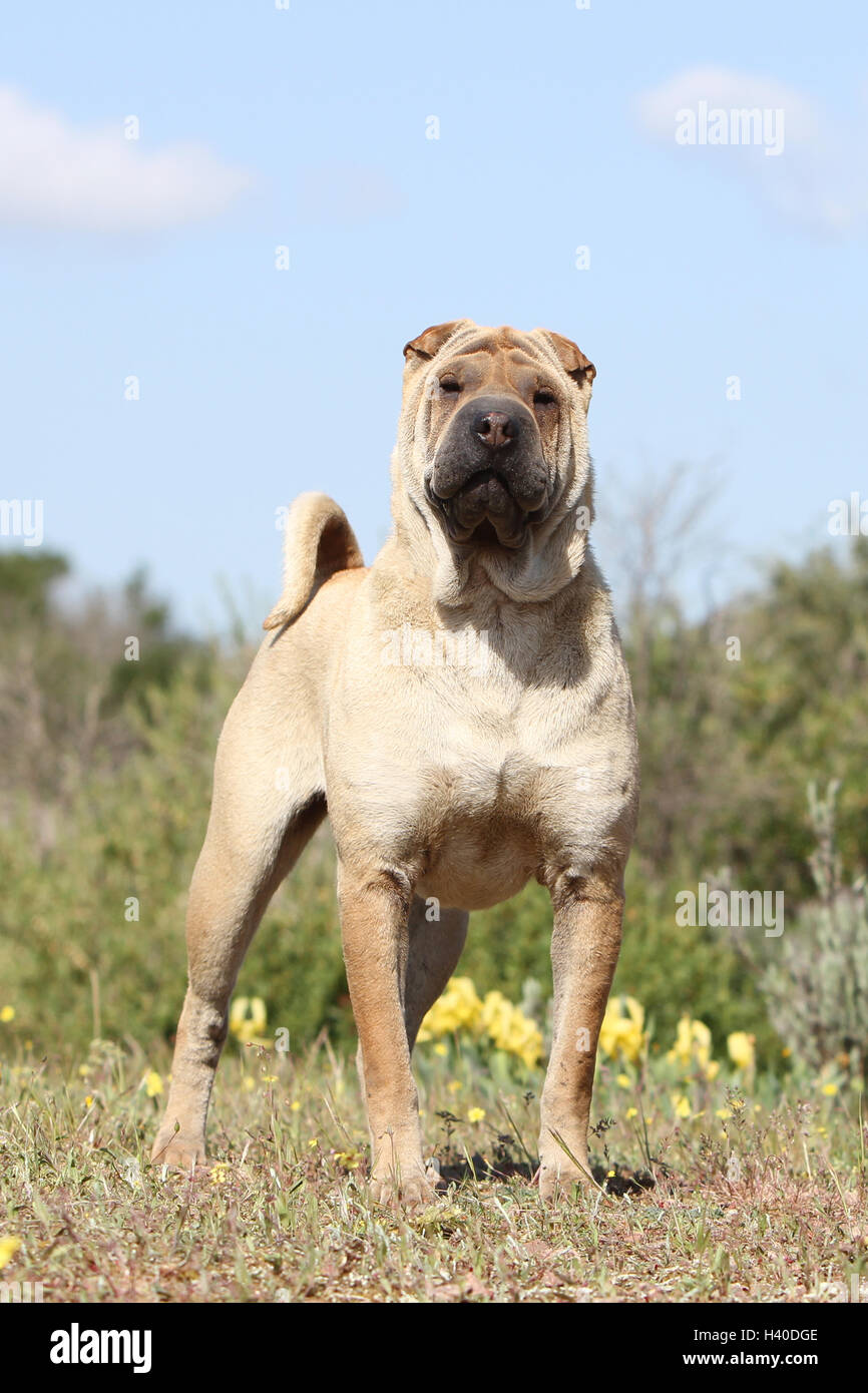 Dog Shar pei adult sable fawn standing Stock Photo - Alamy