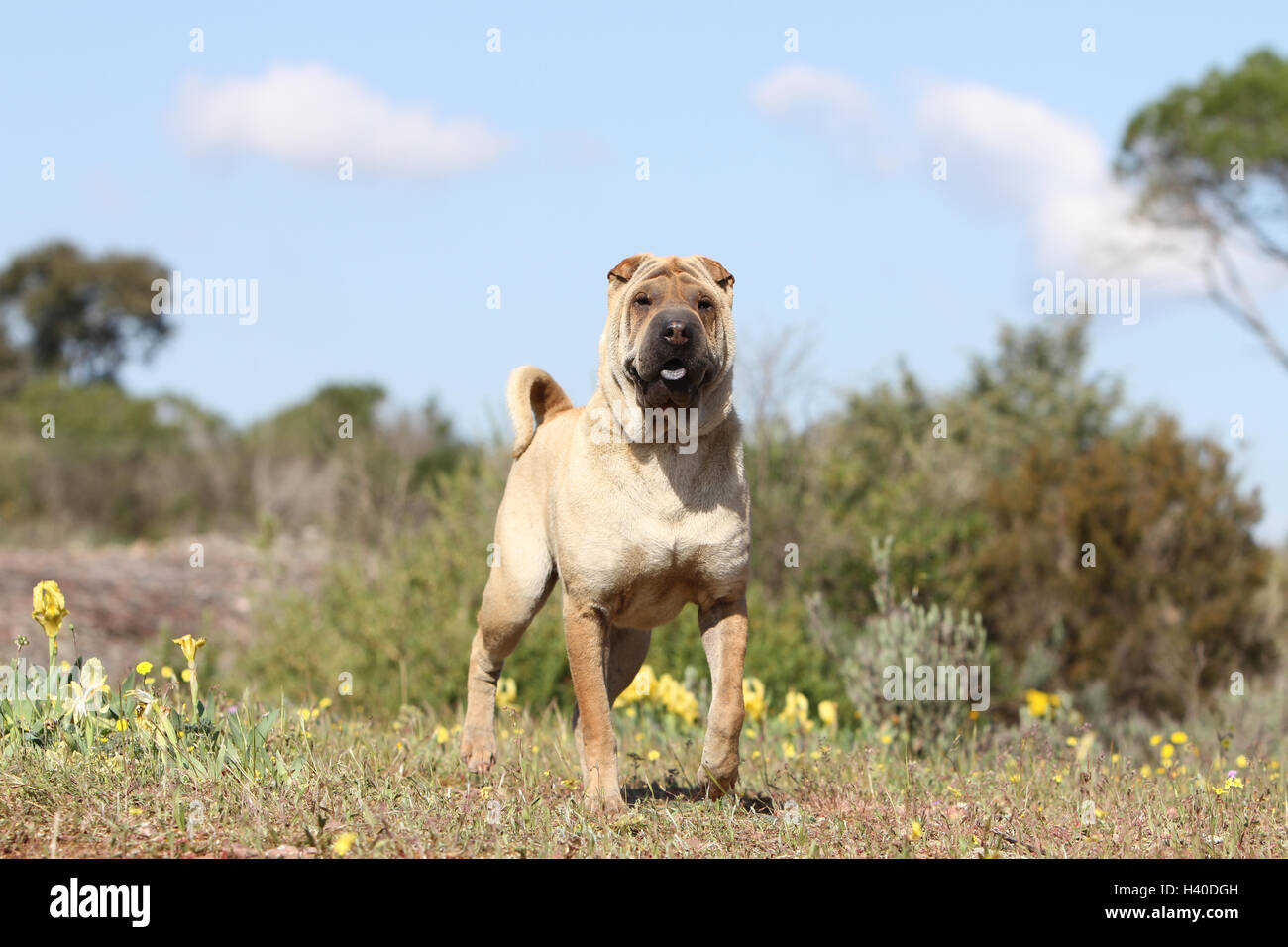 Dog Shar pei adult sable fawn standing Stock Photo - Alamy