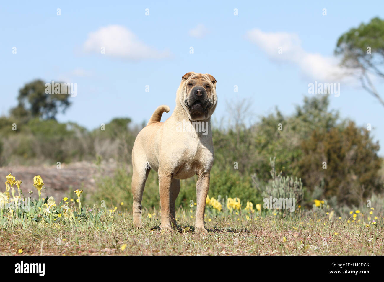 Dog Shar pei adult sable fawn standing Stock Photo - Alamy