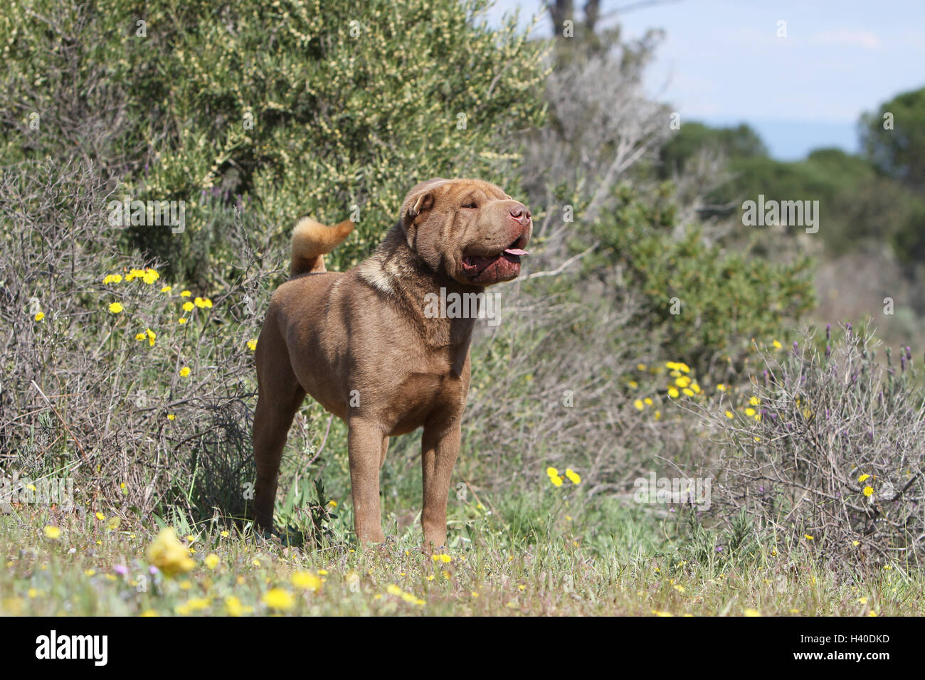 Dog Shar pei / adult standing in a meadow Stock Photo - Alamy