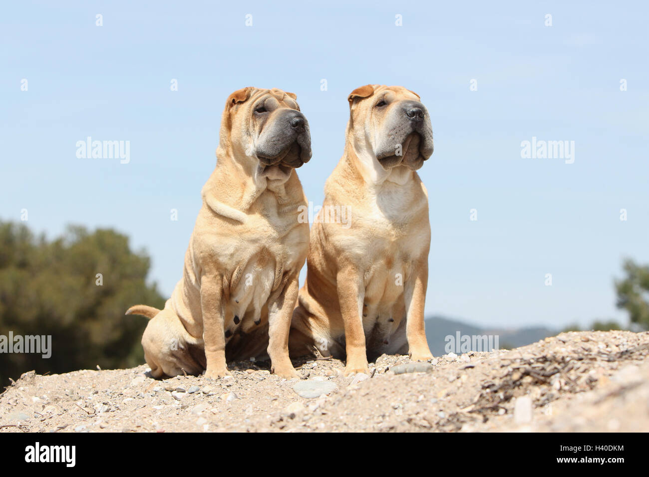 Dog Shar pei / two adults sitting on the beach Stock Photo - Alamy