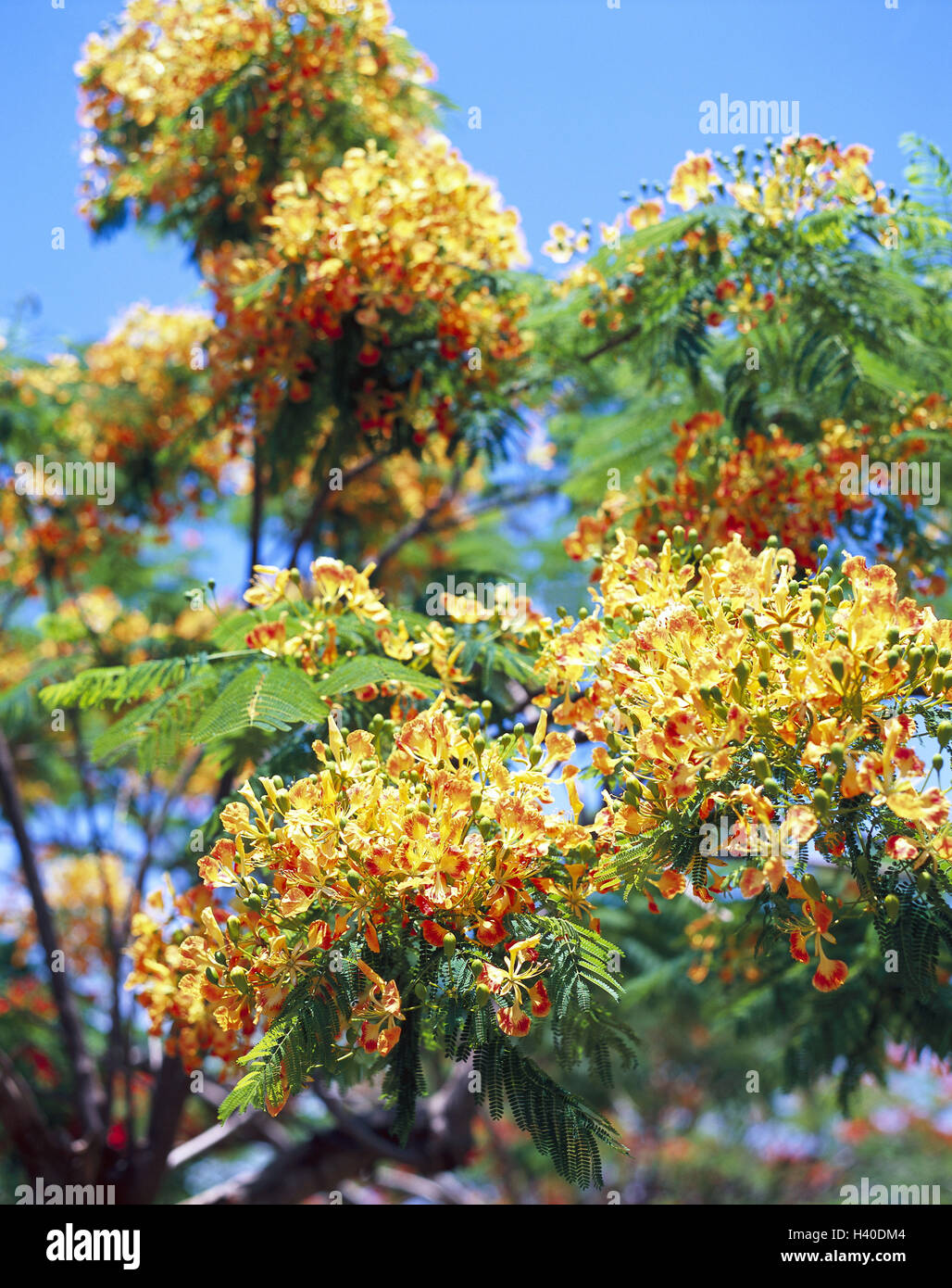 Brazil, Parana, Fos you Iguacu, flame tree, Delonix regia, detail ...