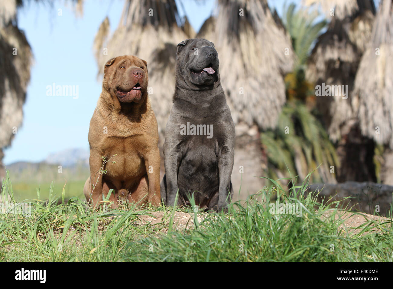 Dog Shar pei two adults sitting different colors Stock Photo - Alamy