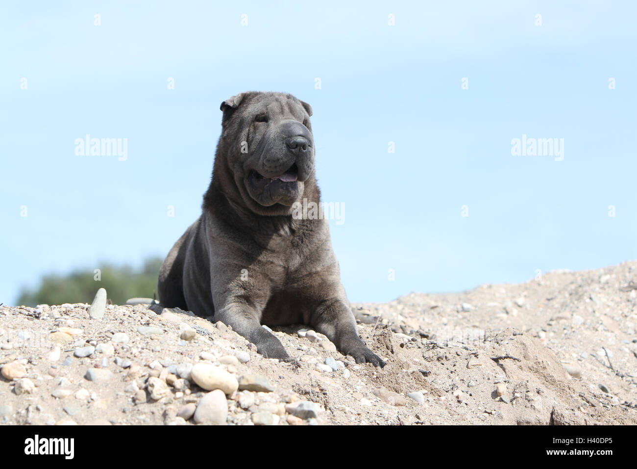 Dog Shar pei blue adult lying down on the rock Stock Photo - Alamy