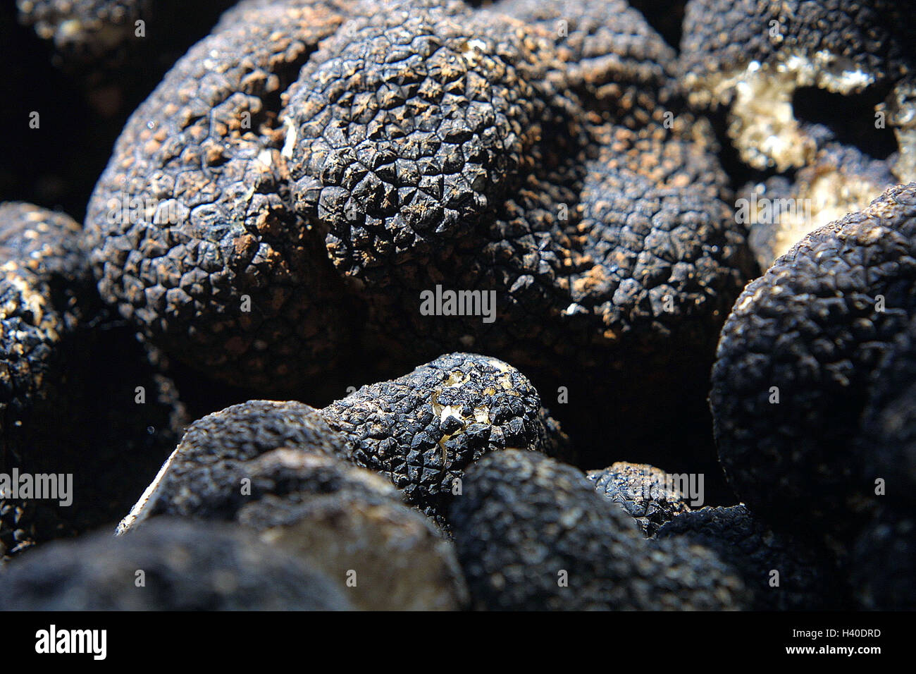 Perigord truffle, Tuber melanosporum, Still life, truffle, fungi ...