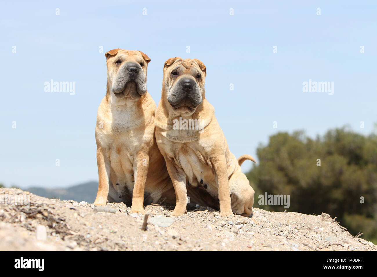 Dog Shar pei / two adults sitting on the beach Stock Photo - Alamy