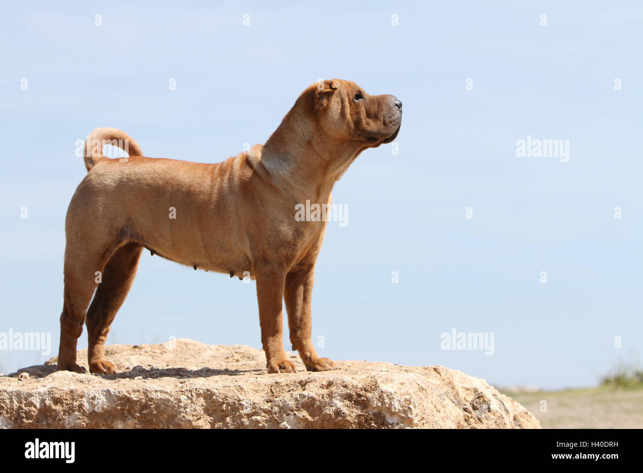 Dog Shar pei / adult standing on the rocks red-fawn Stock Photo - Alamy