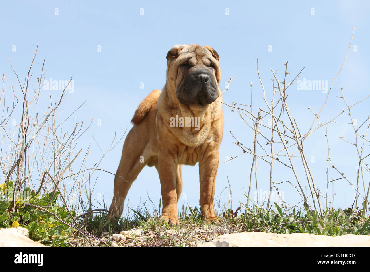 Dog Shar pei / adult standing on the rocks red-fawn Stock Photo - Alamy