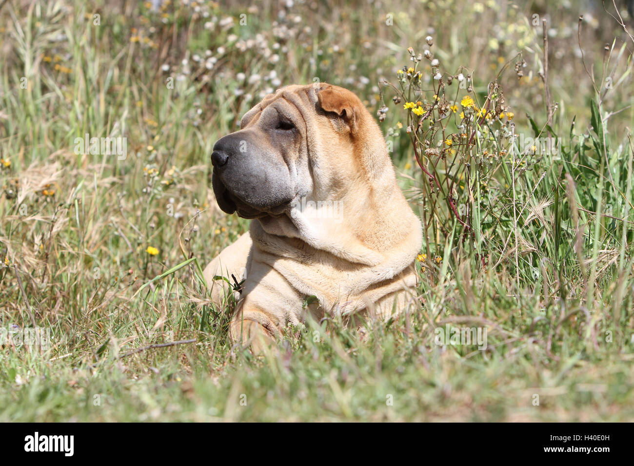 Dog Shar pei adult portrait face fawn red lying Stock Photo - Alamy
