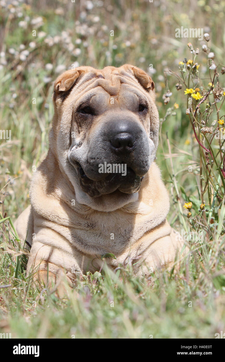 Dog Shar pei adult face fawn red lying Lying on meadow Stock Photo - Alamy
