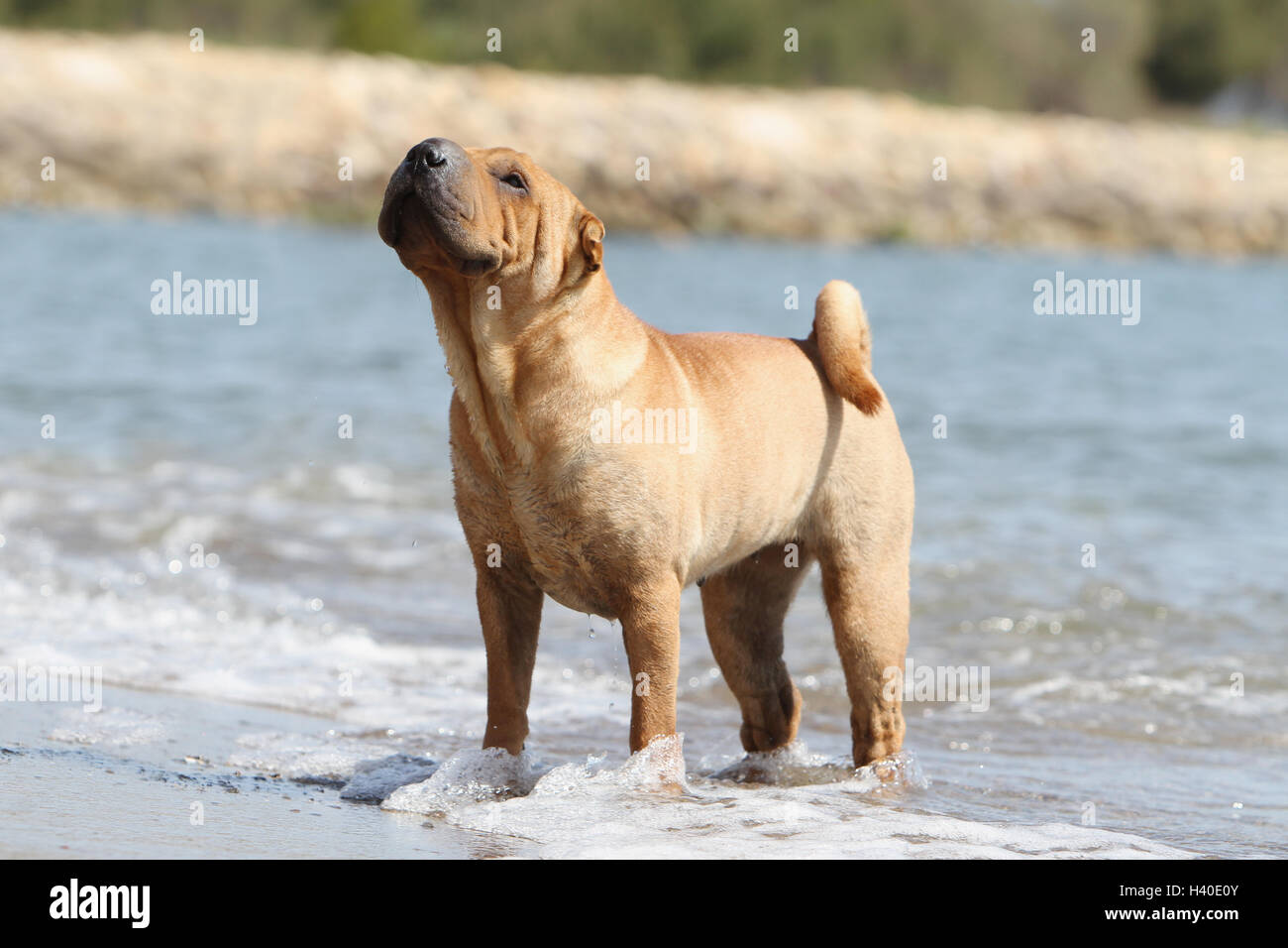 Dog Shar pei adult sable fawn standing on the beach Stock Photo - Alamy