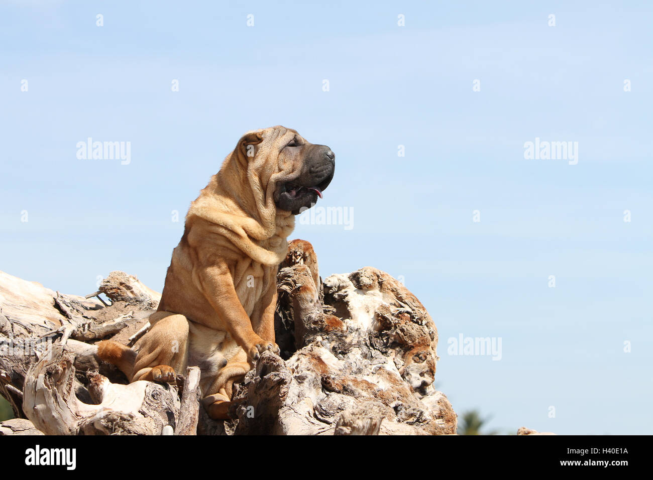 Dog Shar pei adult portrait adult face fawn sable blue sky Stock Photo ...