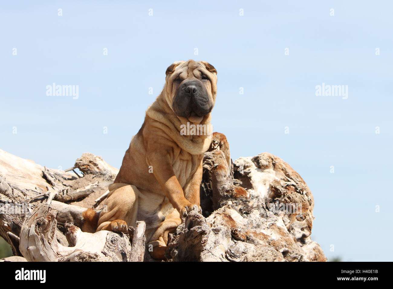 Dog Shar pei adult portrait adult face fawn sable blue sky Stock Photo ...