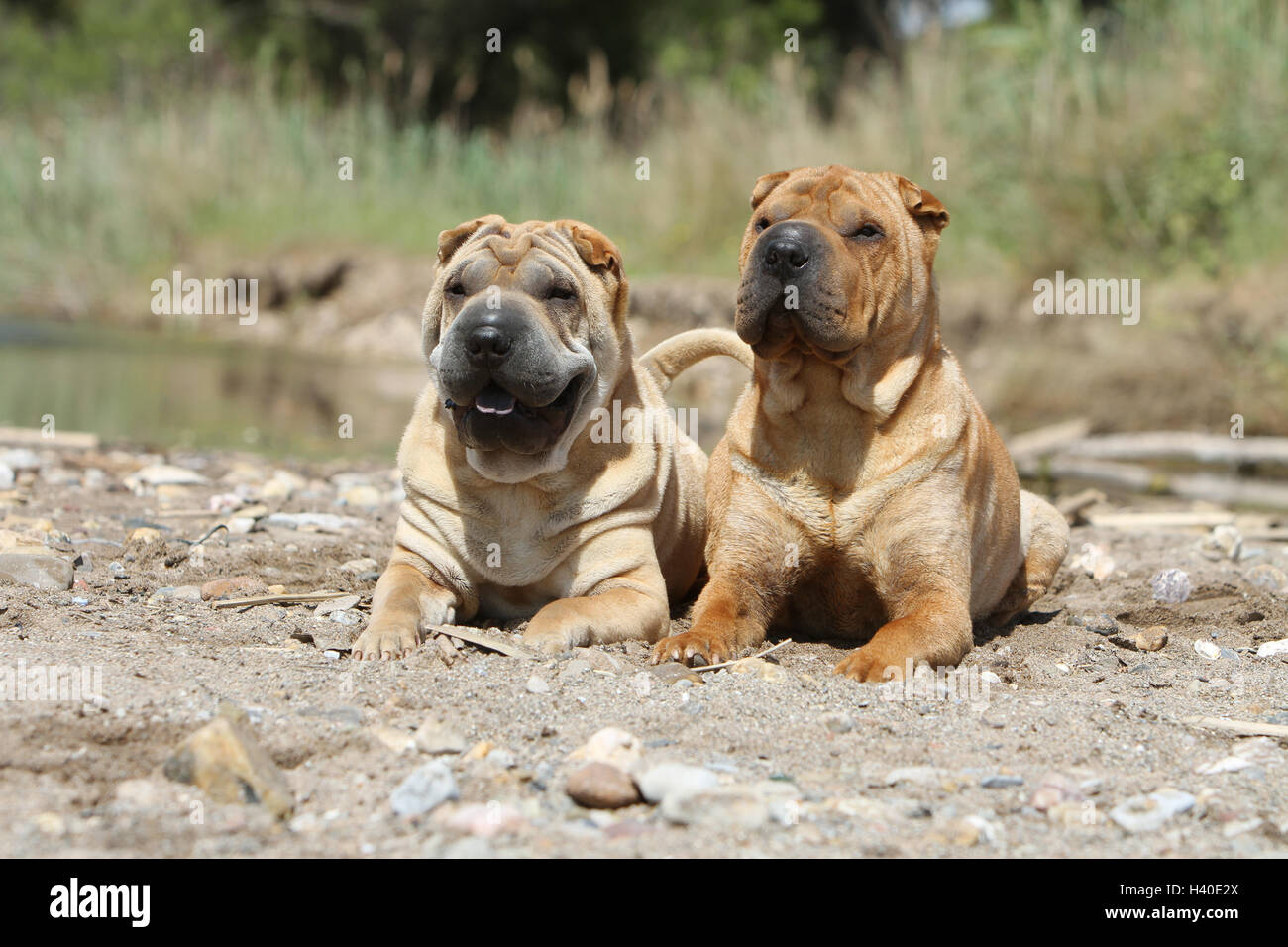 Dog Shar pei / two adult adults lying natural Stock Photo - Alamy