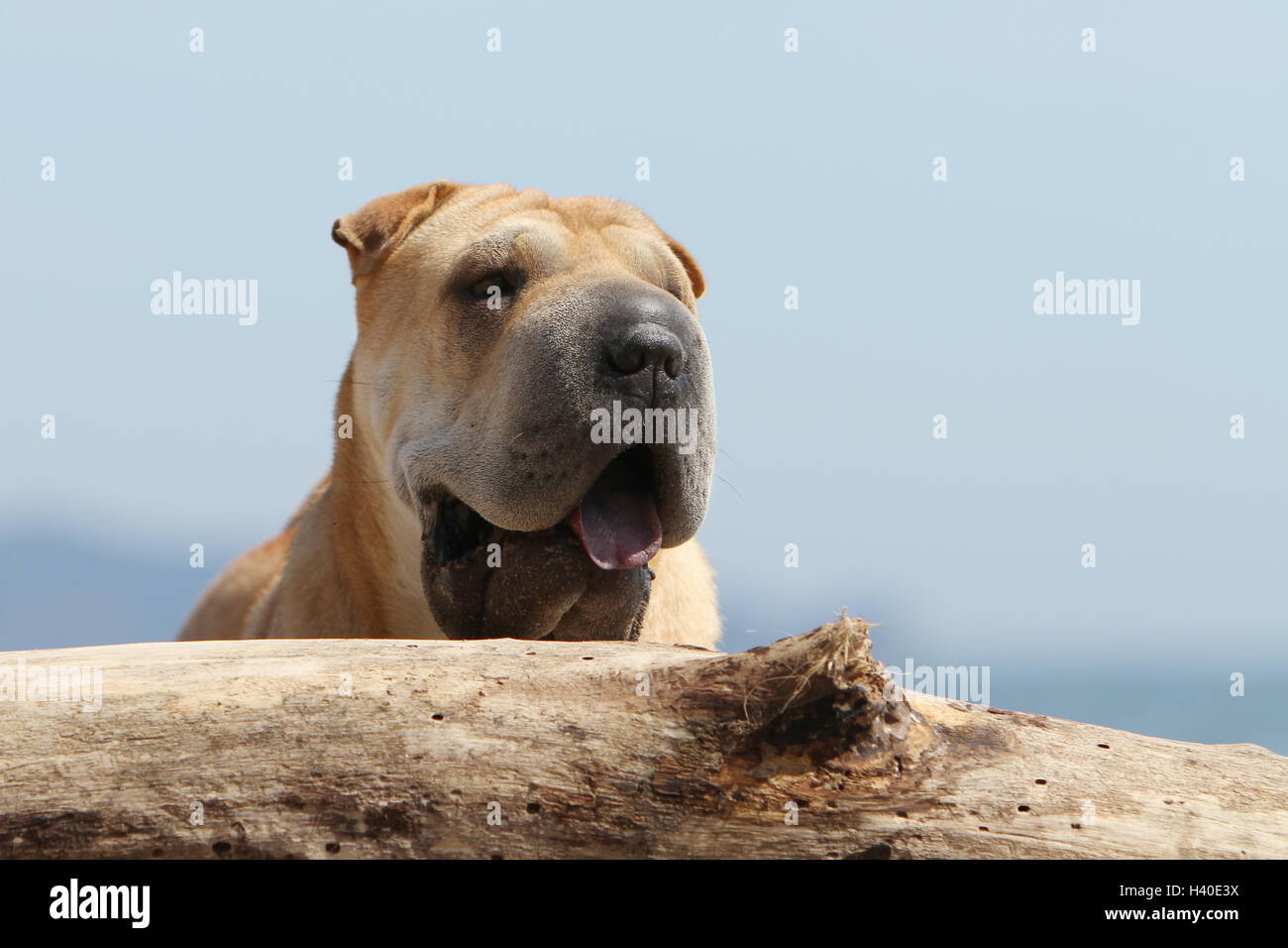 Dog Shar pei adult portrait adult face fawn sable blue sky Stock Photo ...