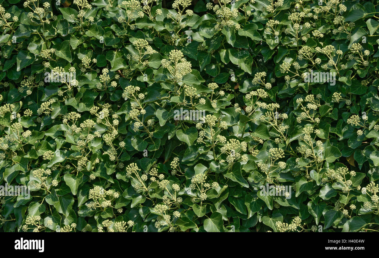 Clematis buds hi-res stock photography and images - Alamy
