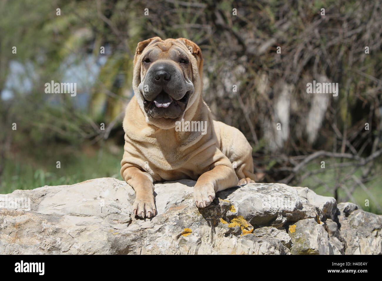 Dog Shar pei / adult lying on a rock Stock Photo - Alamy