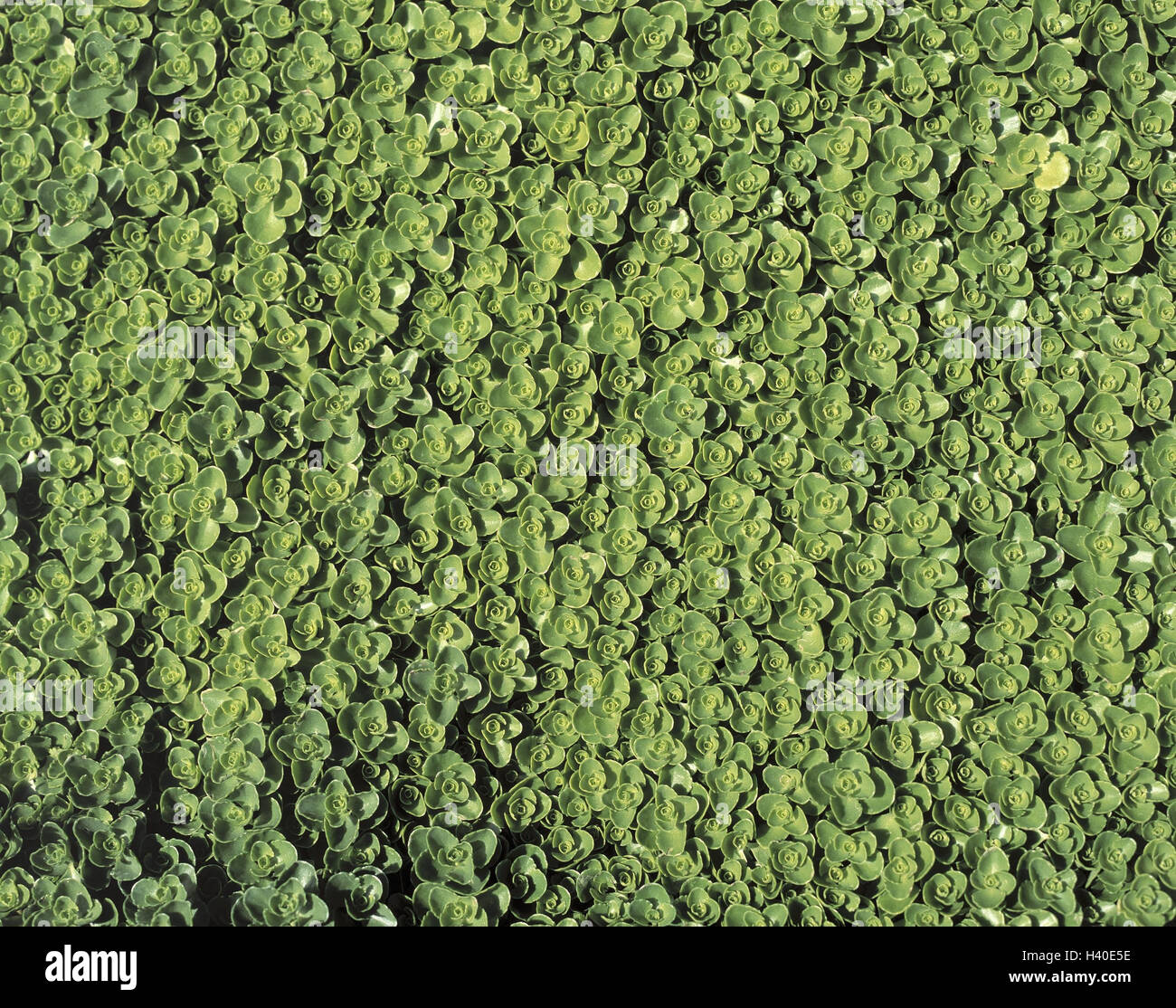 Bold hen, Sedum spec., plants, plant, to bold hen, Crassulaceae ...