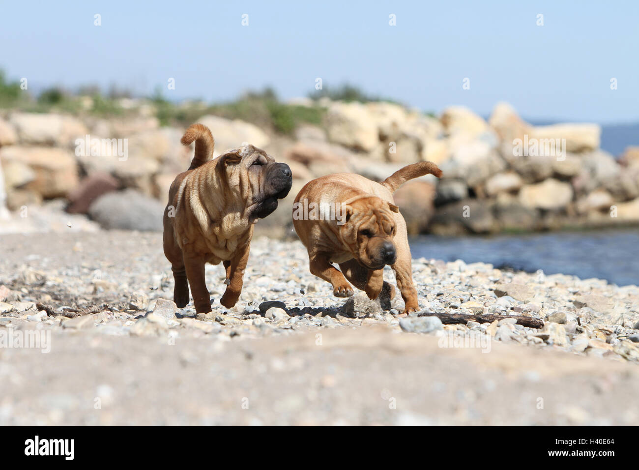 Dog Shar pei two adults playing on the beach Stock Photo - Alamy