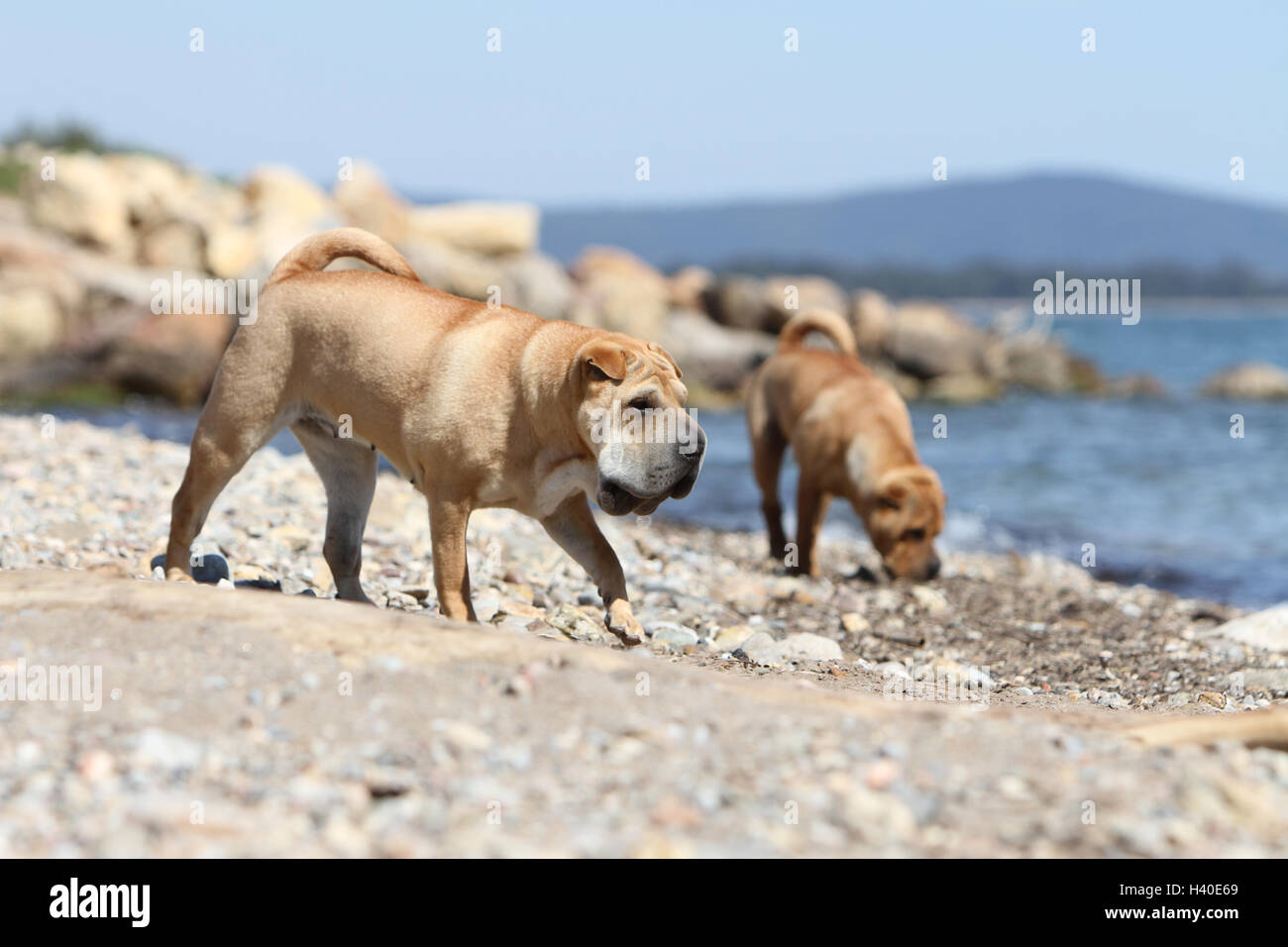 Dog Shar pei two adults playing on the beach Stock Photo - Alamy