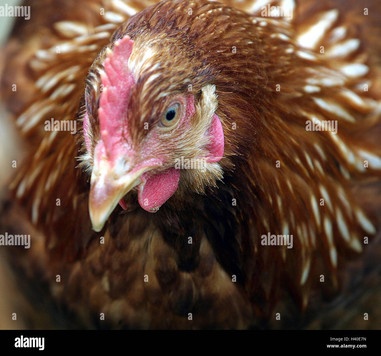 House chicken, portrait, animals, animal, birds, bird, benefit animals ...