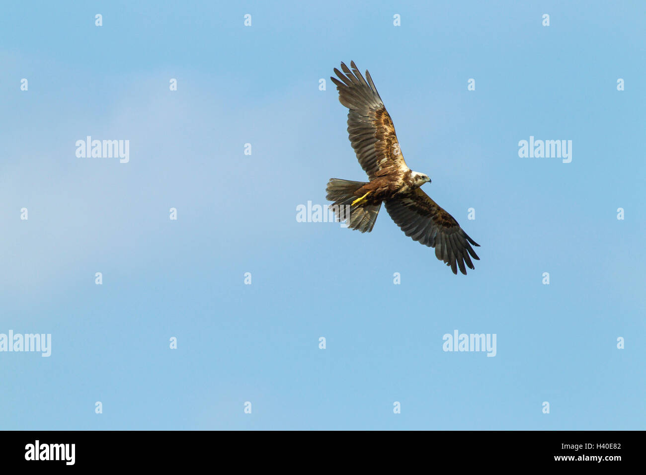 European marsh harrier (Circus aeruginosus) adult flying over reed ...