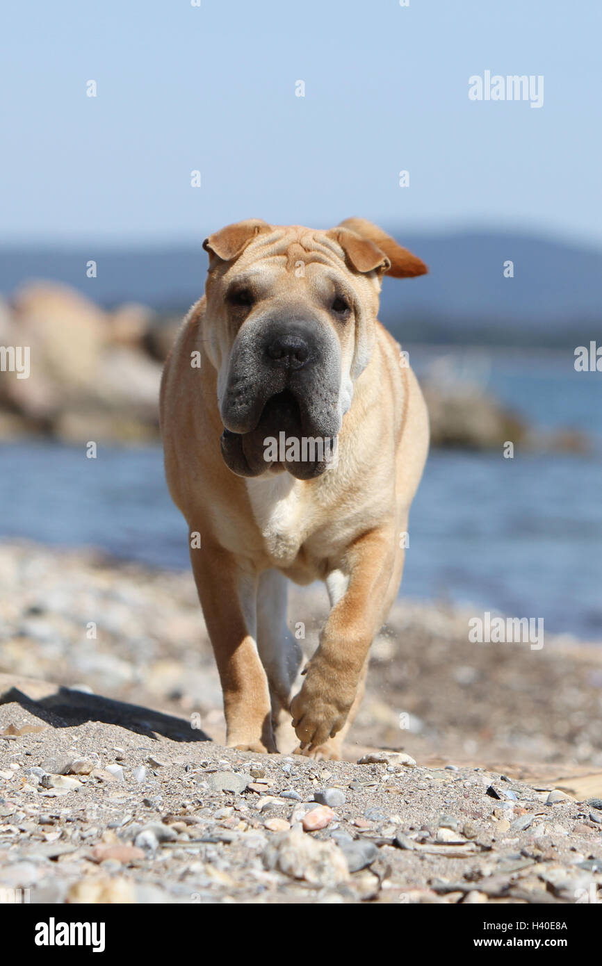 Dog Shar pei adult portrait adult face fawn sable blue sky Stock Photo ...