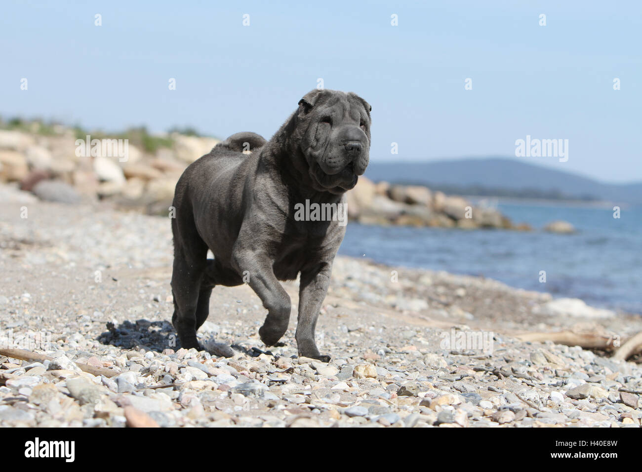 Dog Shar pei blue running on the beach Stock Photo - Alamy