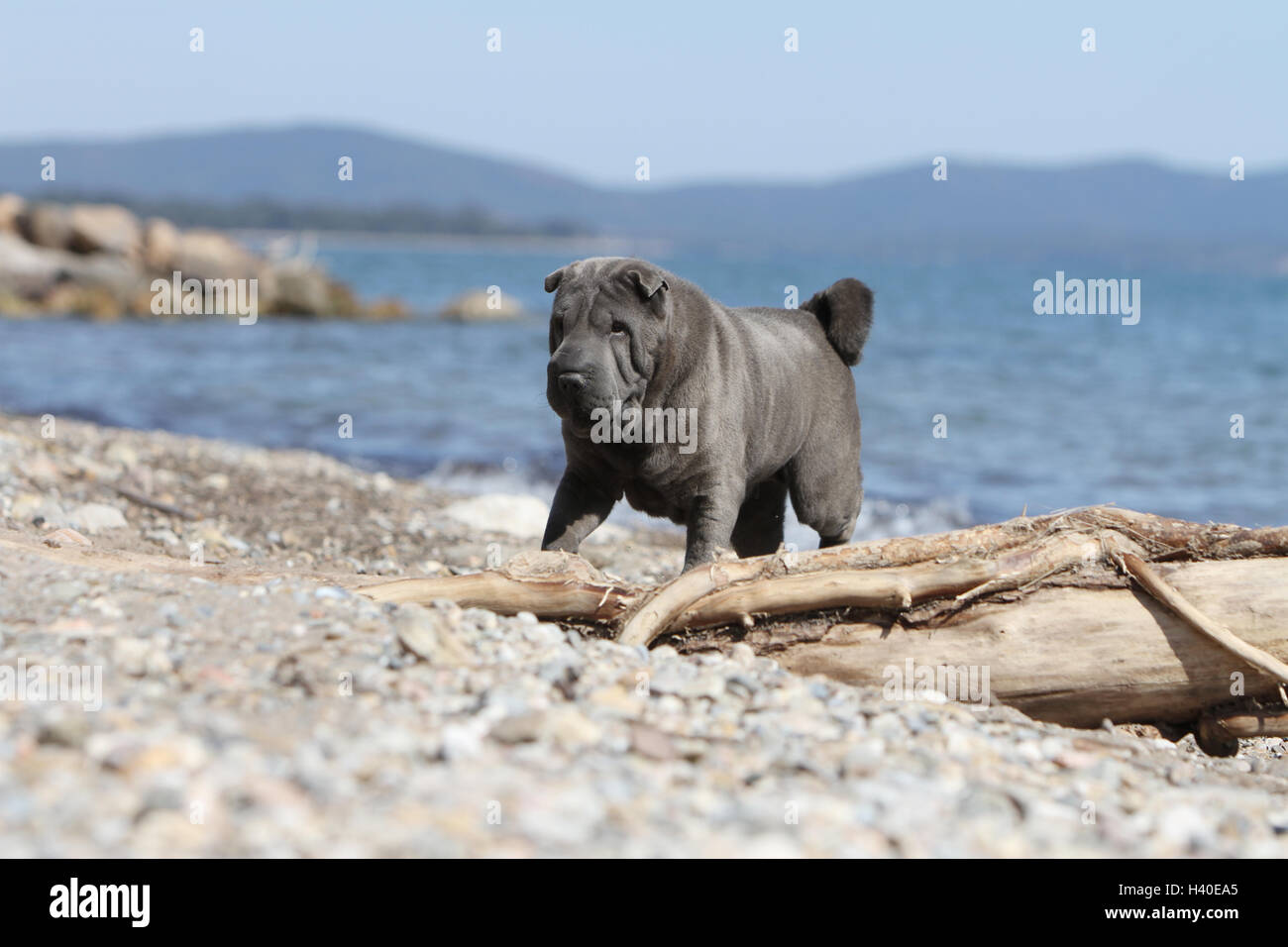 Dog Shar pei blue running on the beach Stock Photo - Alamy
