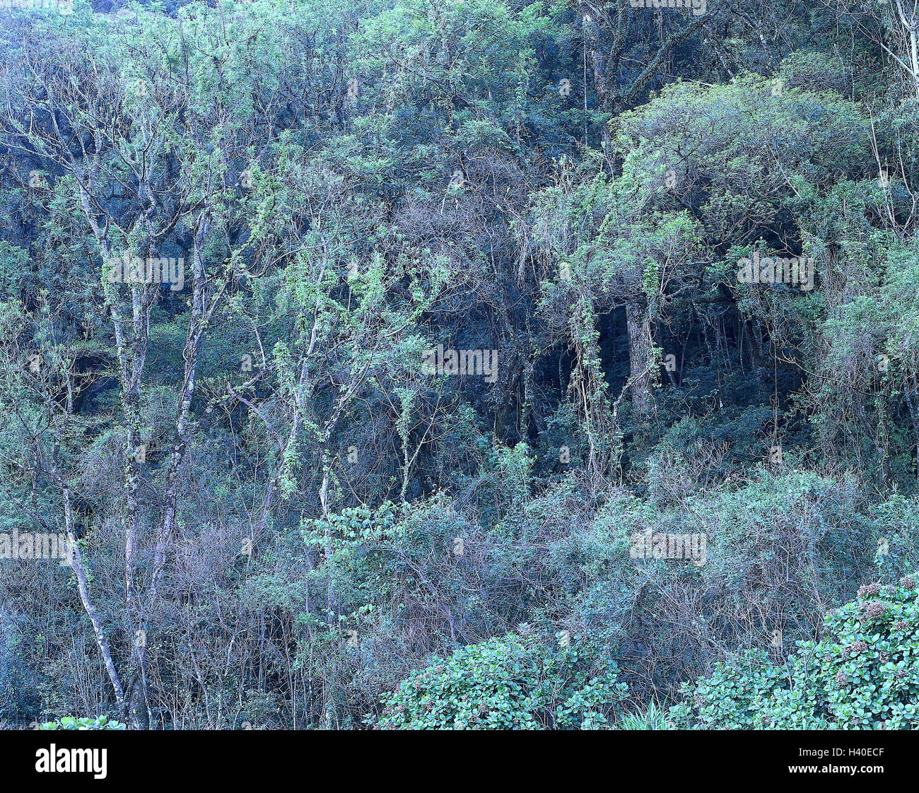 Brazil, primeval forest, outside, South America, the south Atlantic ...