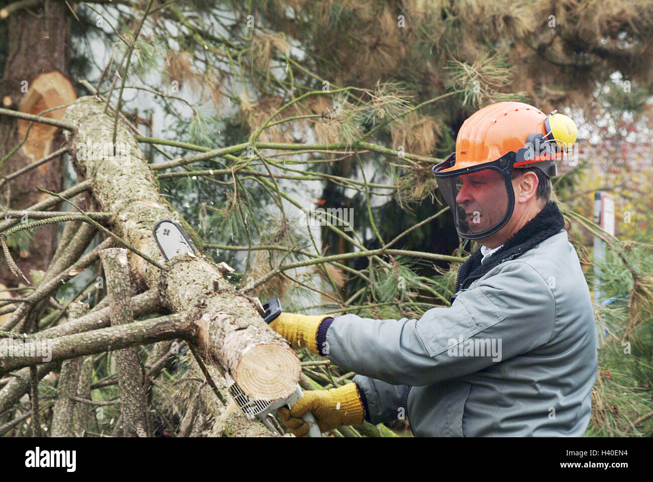 Wood, man, protective clothing, tree fell, detail, woodsman, forest ...