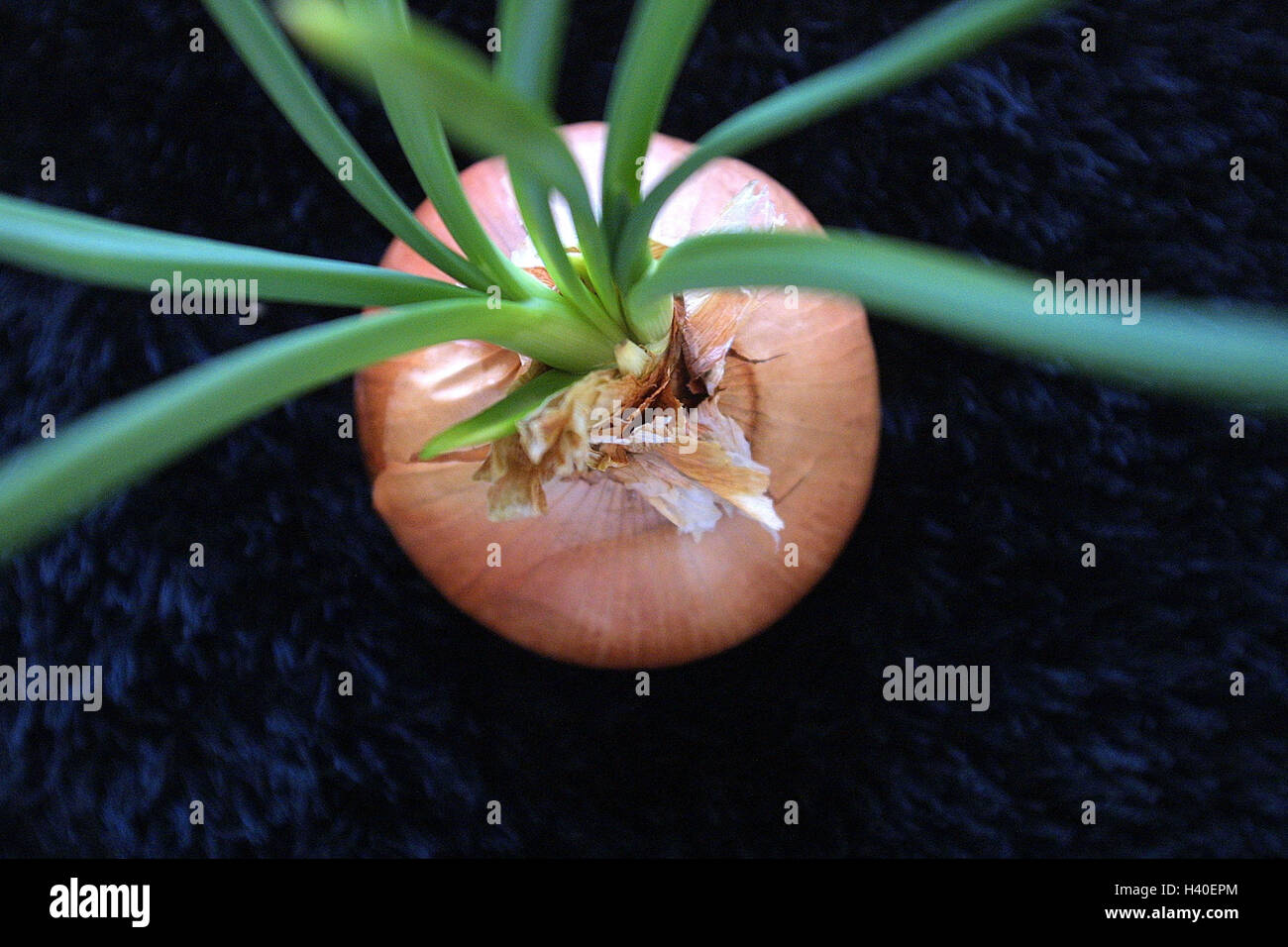 Bulb, instincts, Still life, leek kind, culinary bulb, peel bulb ...