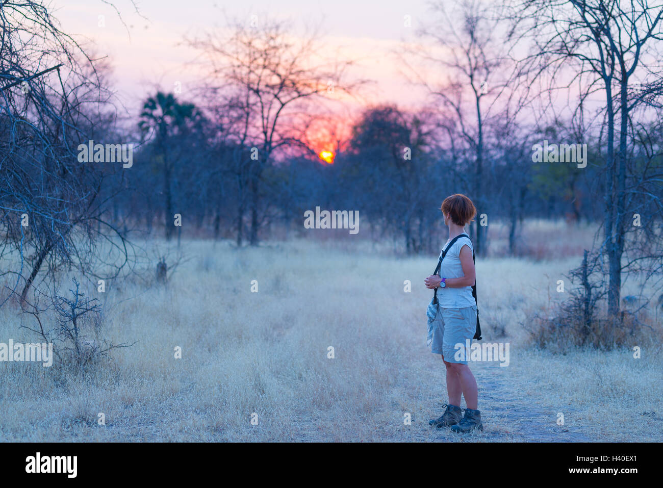 Tourist walking in the bush and Acacia grove at sunset, Bushmandland ...