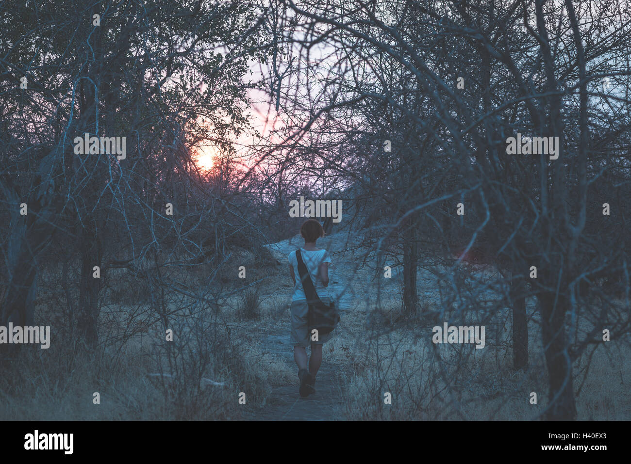 Tourist walking in the bush and Acacia grove at sunset, Bushmandland ...