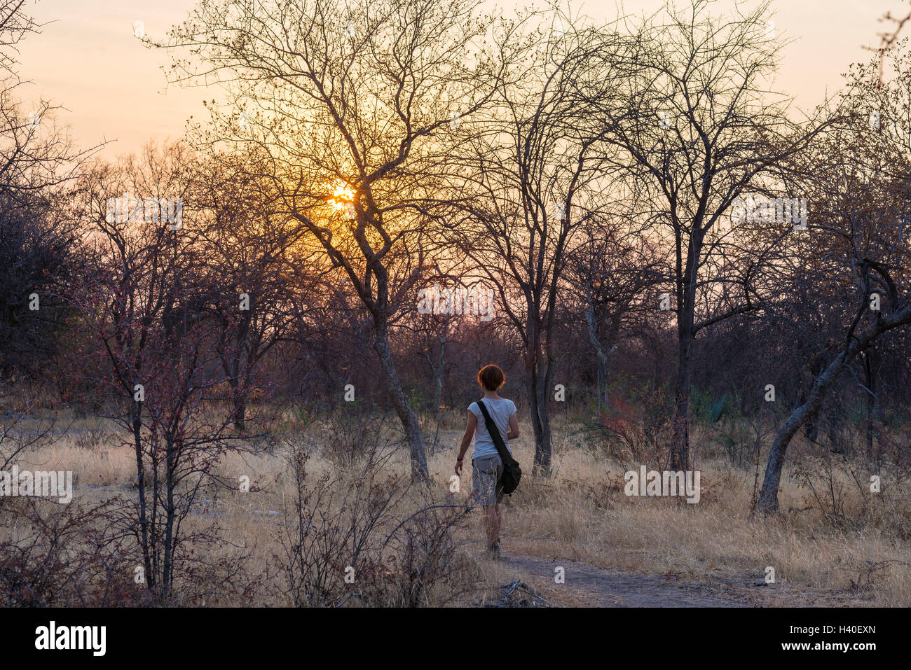 Tourist walking in the bush and Acacia grove at sunset, Bushmandland ...